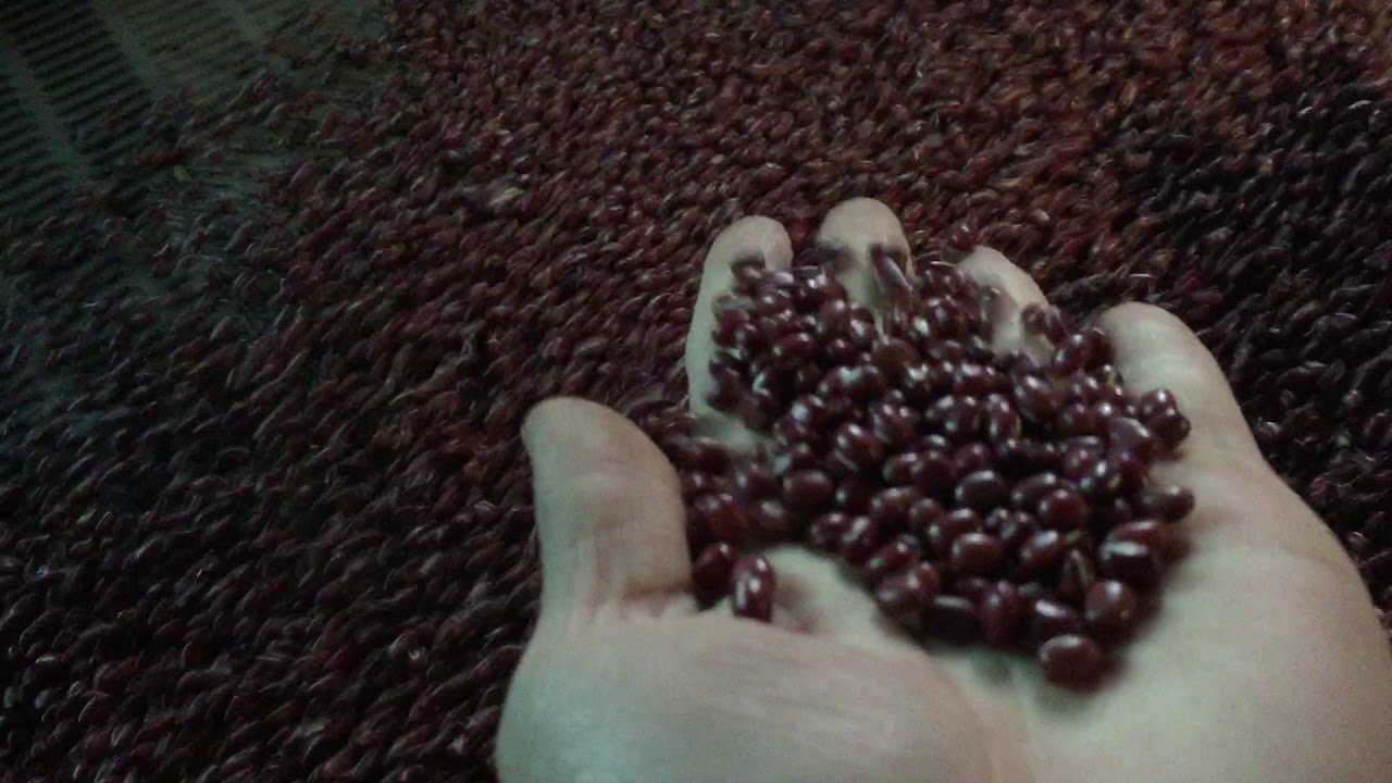 Red Beans Color Sorter Machine-Color Sorting Video - YouTube