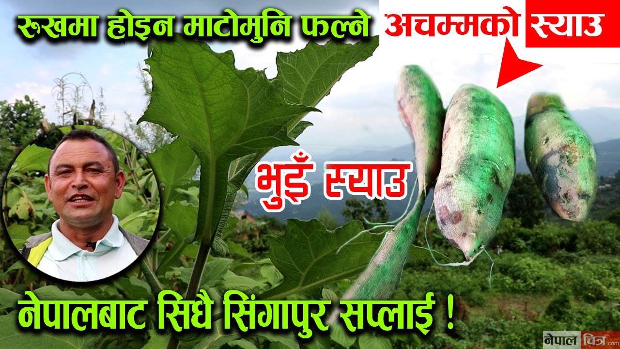 रुखमा होइन माटोमुनि फल्ने अचम्मको भुइँ स्याउ, यस्तो छ आम्दानी │Yacon ...