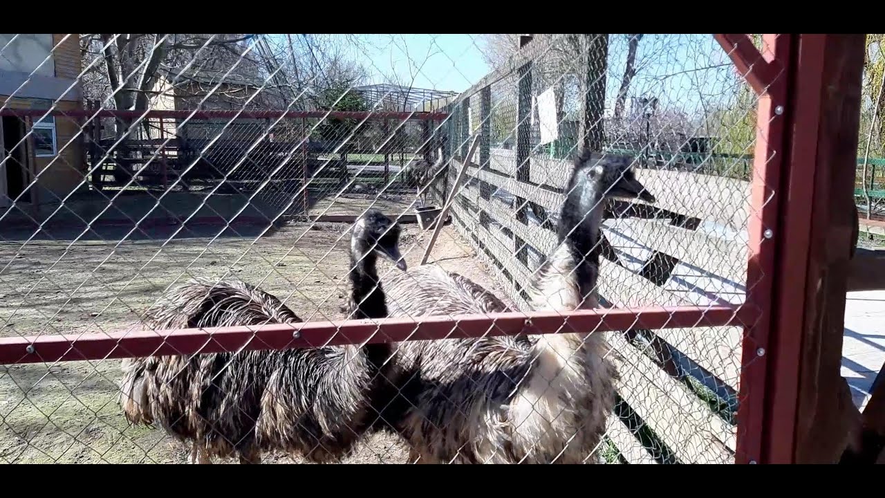 #212 GRUP DE PASARI EMU LA MICROREZERVATIA DIN CONSTANTA - ZOO ROMANIA ...