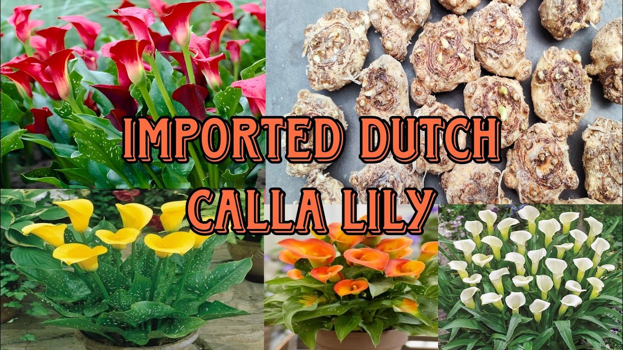 imported dutch calla lily bulbs, hybrid calla lily tuber - YouTube