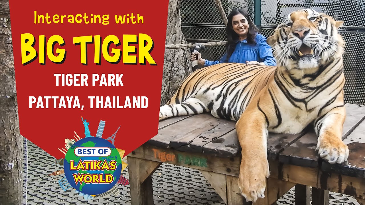 Interacting with BIG TIGER, Tiger Park, Pattaya, Thailand - Best of ...