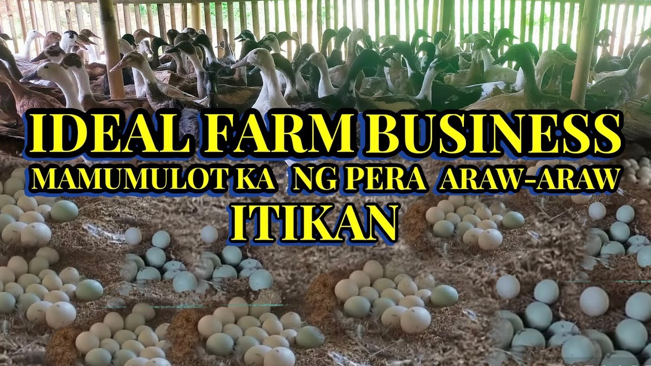 IDEAL FARM BUSINESS, MAMUMULOT KA NG PERA ARAW-ARAW | ITIKAN FARM ...