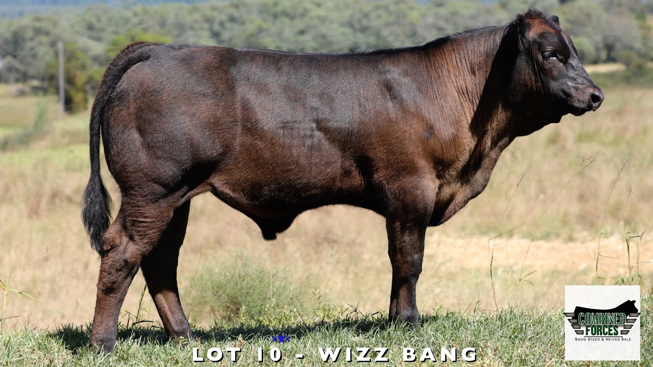 Lot 10 Wizz Bang - YouTube