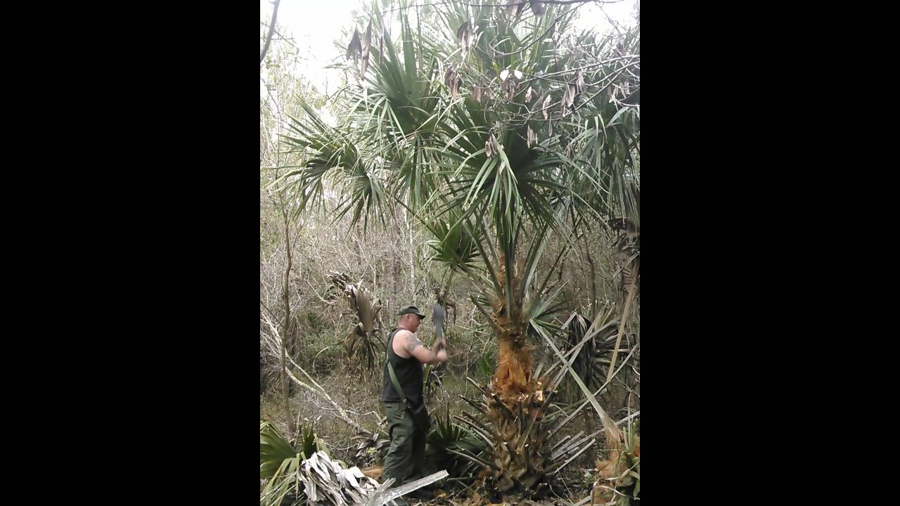 Swamp cabbage - YouTube