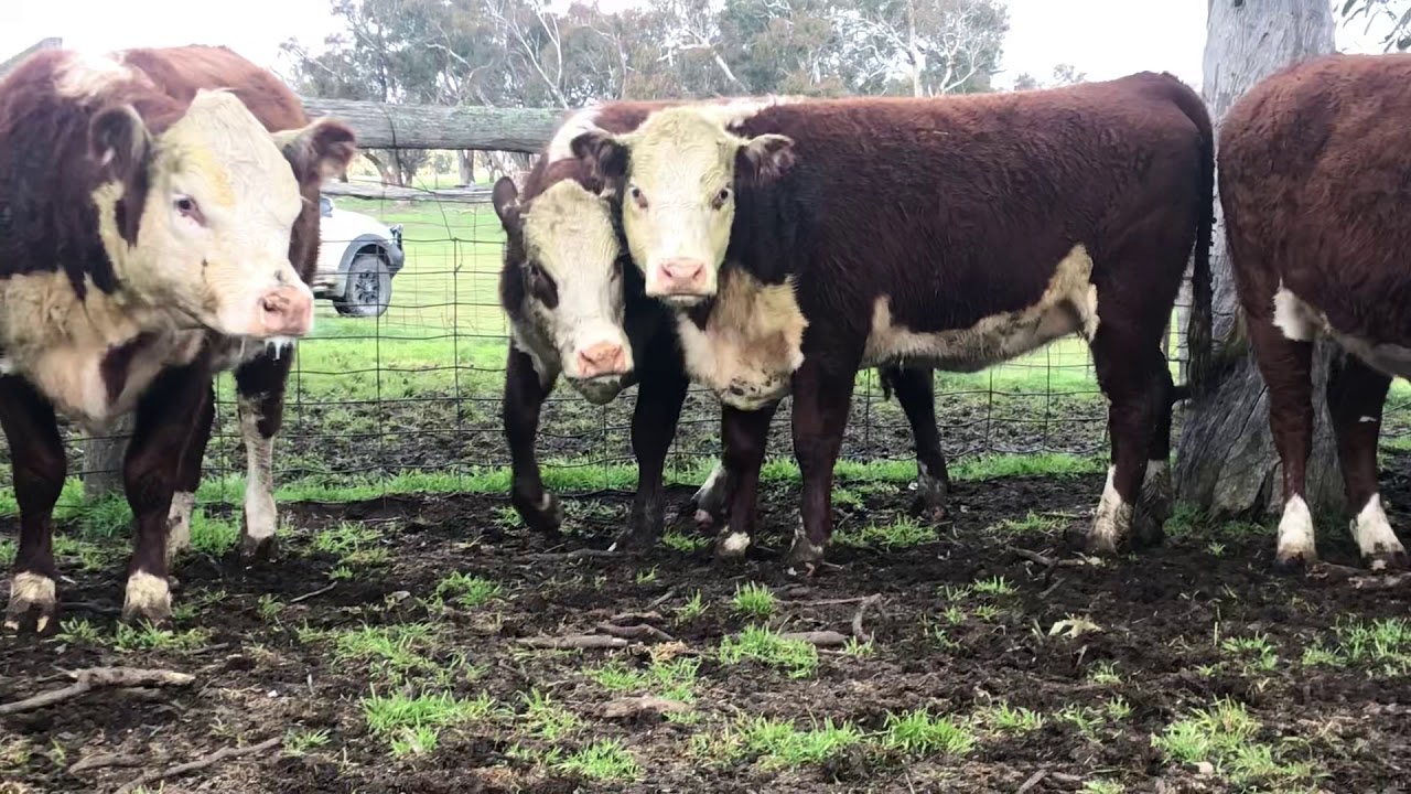 Mills cows - YouTube