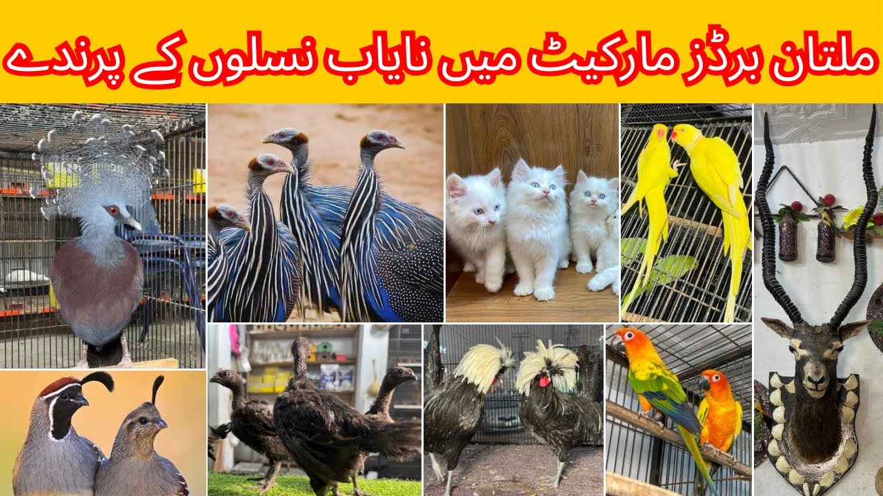 Multan Birds Market Rashadabad Birds Home Latest Update All Fancy and ...