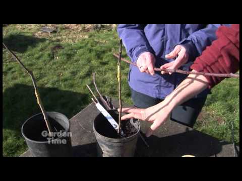 Share it! Science : Franken-trees: Tree Grafting Projects