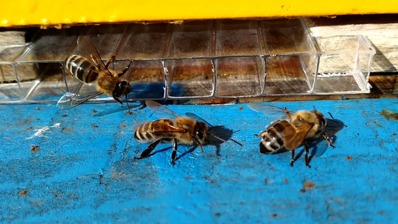 Honey bee hive guard 3 - YouTube