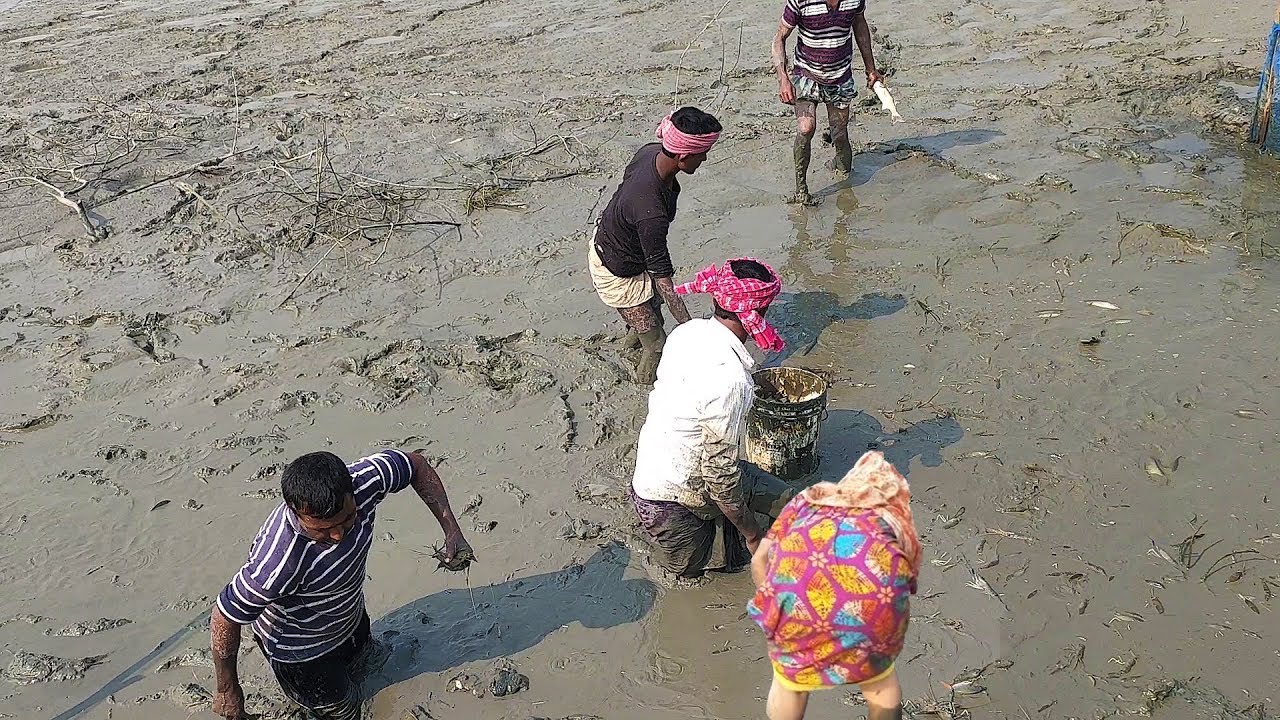 Best Fish catching videos People Catching Lot of fish By Net village ...
