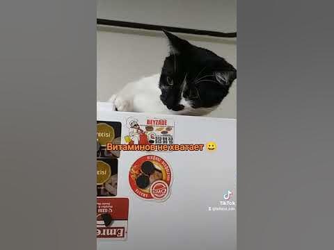 Кошка Лира 🥰 #кошка#кошкаприколы #shorts #short #cat #cats #shortsvideo ...