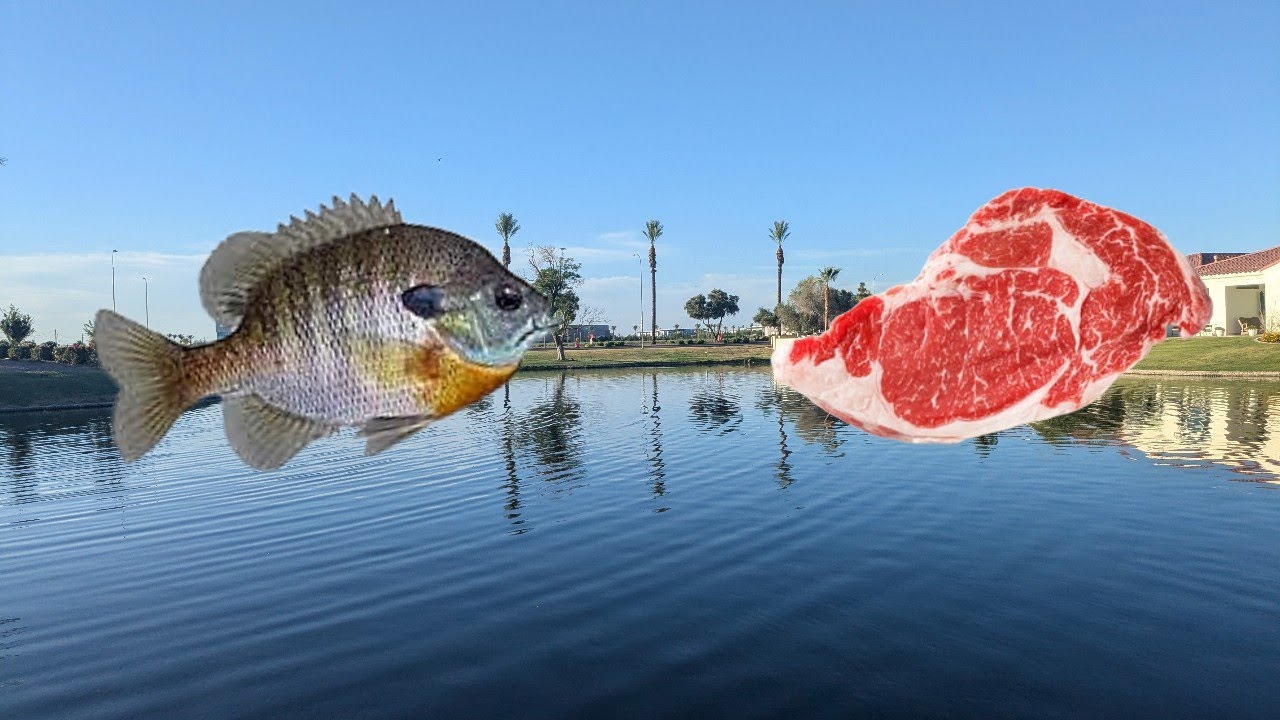 Fishing with MEAT?! (Bait Challenge) - YouTube