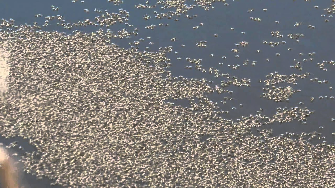 Flightless midges (chironomid flies) in a mating swarm near King Salmon ...