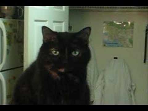 Guinan - Black Cat - YouTube