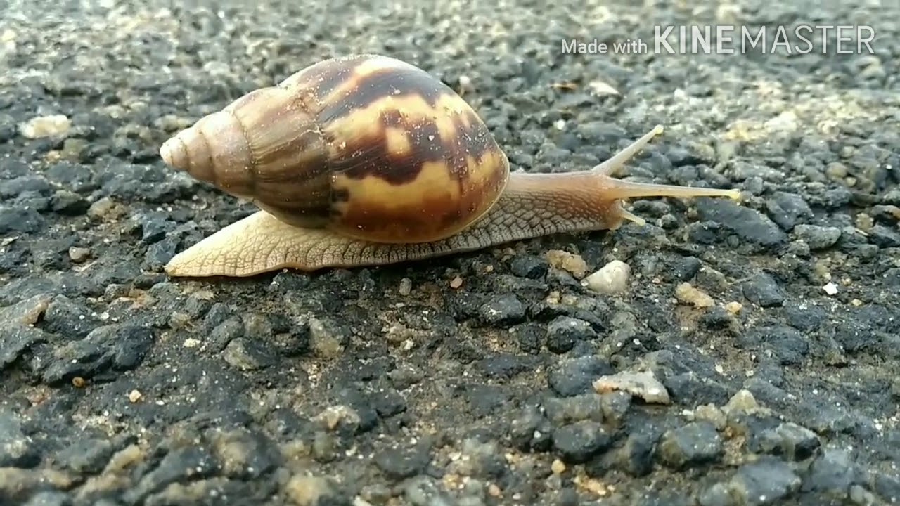 Snail k Wonderful Running.... - YouTube