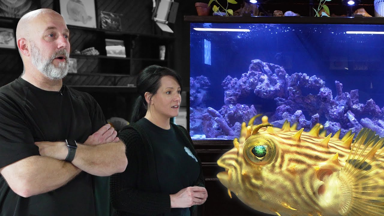 KGTropicals GOES BIG On FIRST SALTWATER TANK! - YouTube