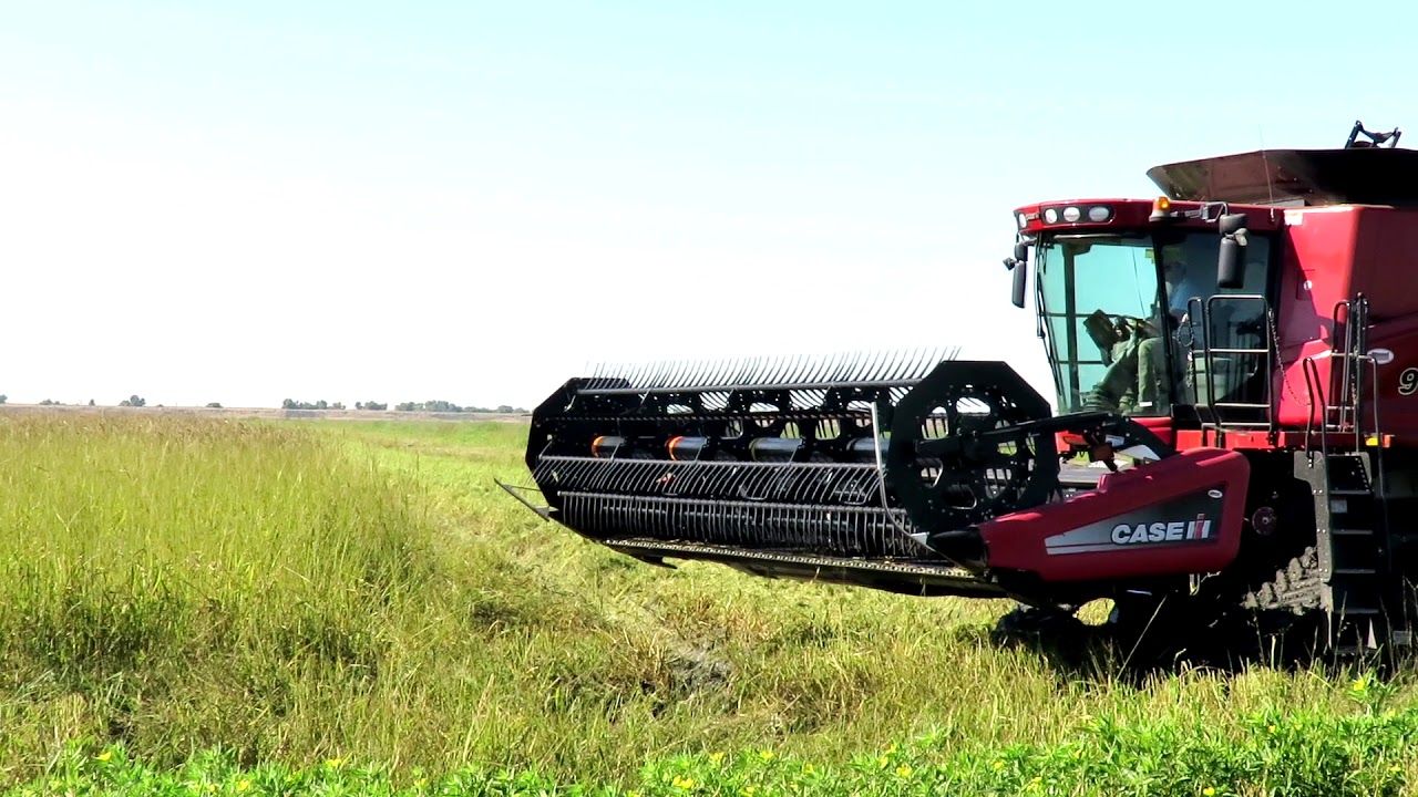 Wild Rice Harvest Nicolaus Area - YouTube
