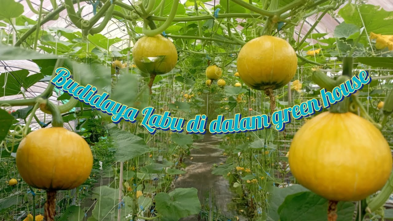 BUDIDAYA LABU DI DALAM GREEN HOUSE - YouTube