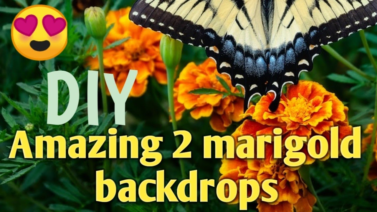 Marigold backdrop।।how to make marigold backdrop at home easily।।flower ...