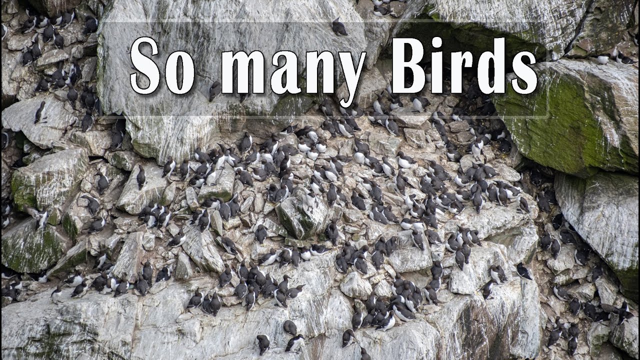 Bird Watching, South Stack Lighthouse, Anglesey. Seascape Photography ...
