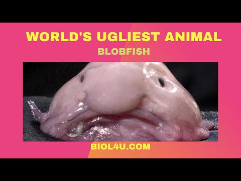 Top 20 Fish With Ugly Teeth (With Photos) - AquariumStoreDepot