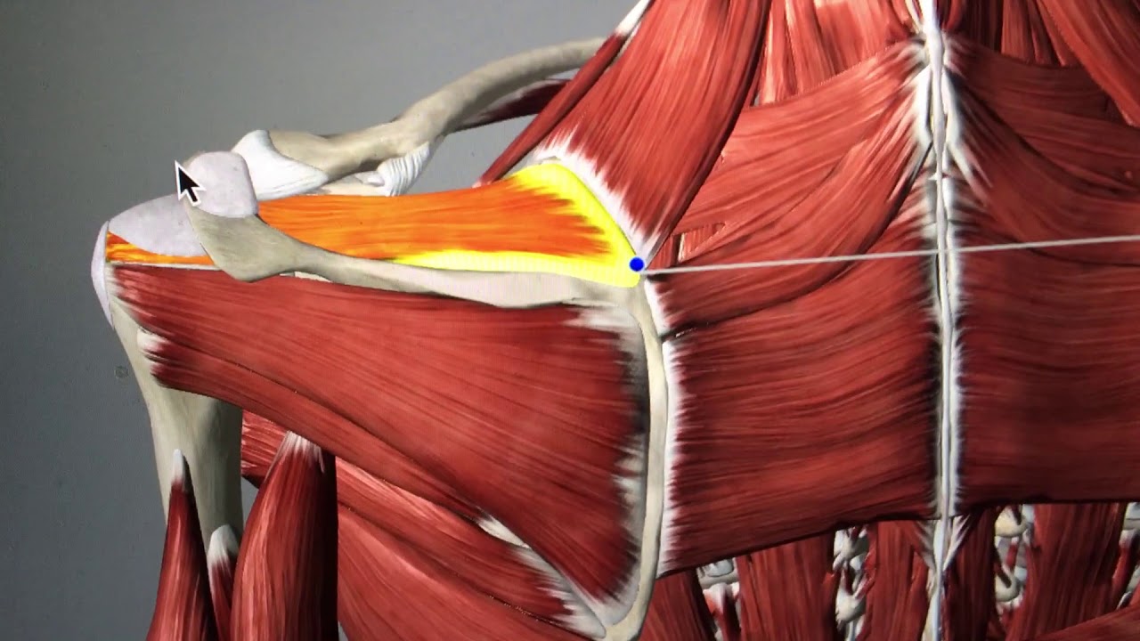 RTC Tear and Determining the Location/Severity of the Tear!! - YouTube