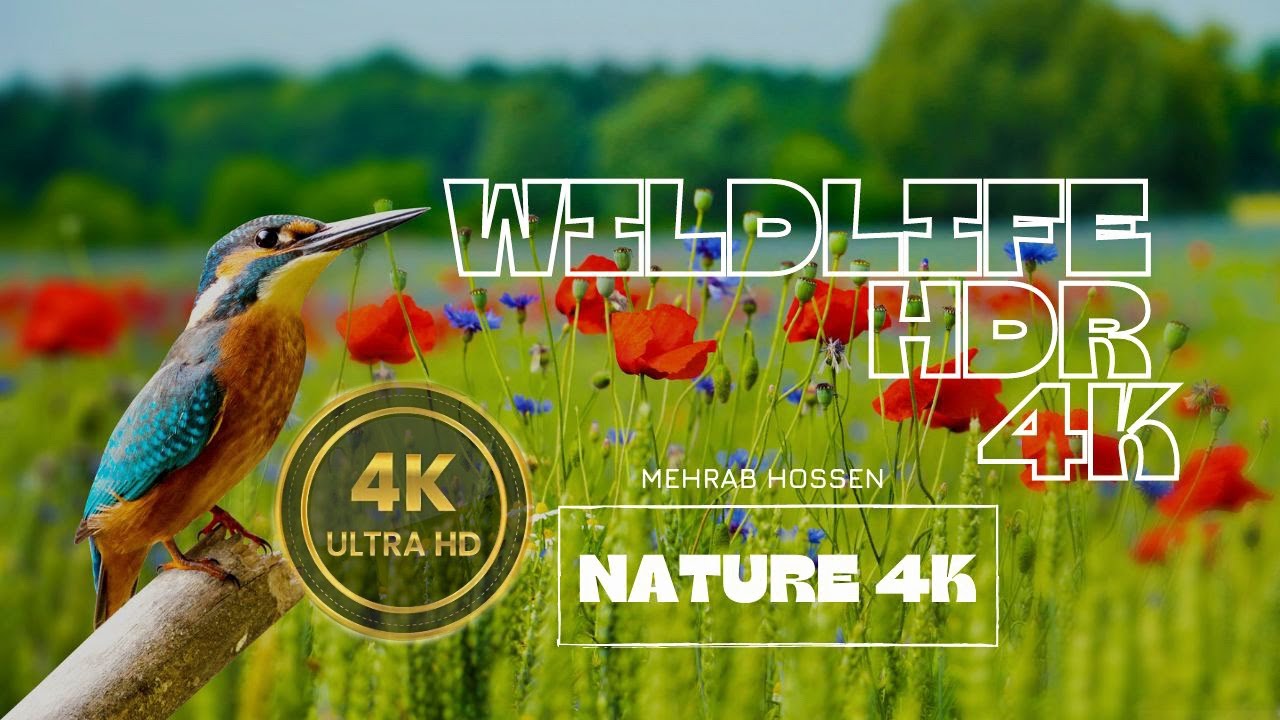 Nature 4k • relaxing music • 4k ultra hd video by sony 4k camera | 8k ...