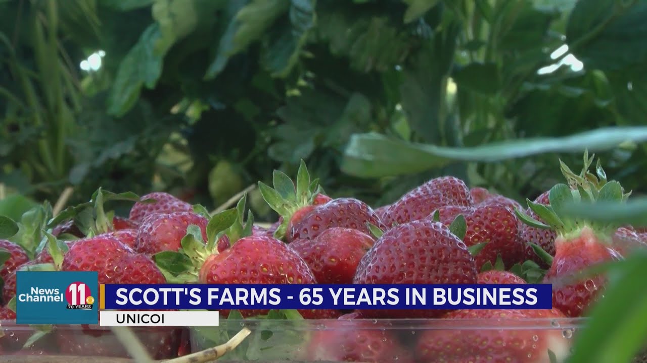 2023 marks 20 years of the Wayne Scott Strawberry Festival - YouTube