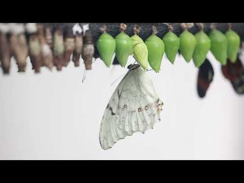 Over 7,000 butterflies arrive at Meijer Gardens