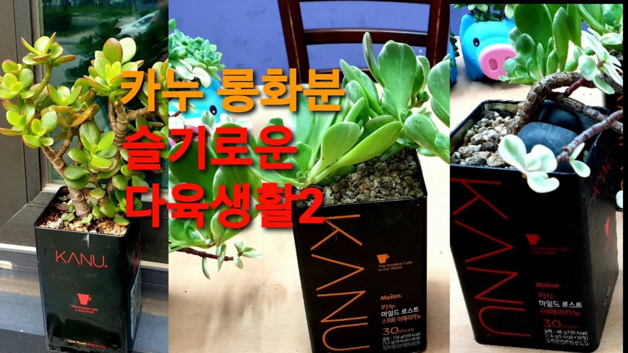 카누 롱화분슬기로운 다육생활2 야곱세니금 화분통풍 아악무 다육이키우기 재활용화분 재활용롱화분 다육분갈이 Youtube