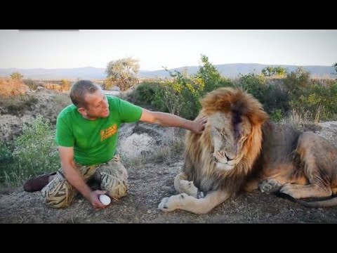 Слабонервным не смотреть или как я  ЛЕЧИЛ ЛЬВА - ВОЖАКА! How I treated the lion-leader!