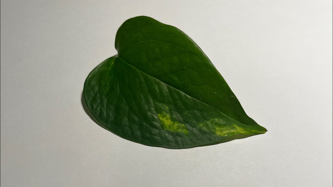 Golden Pothos microscope lab | at 1000x magnification! - YouTube