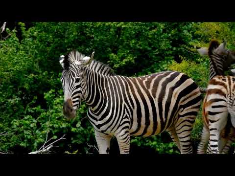 Sevimli zebra masalı
