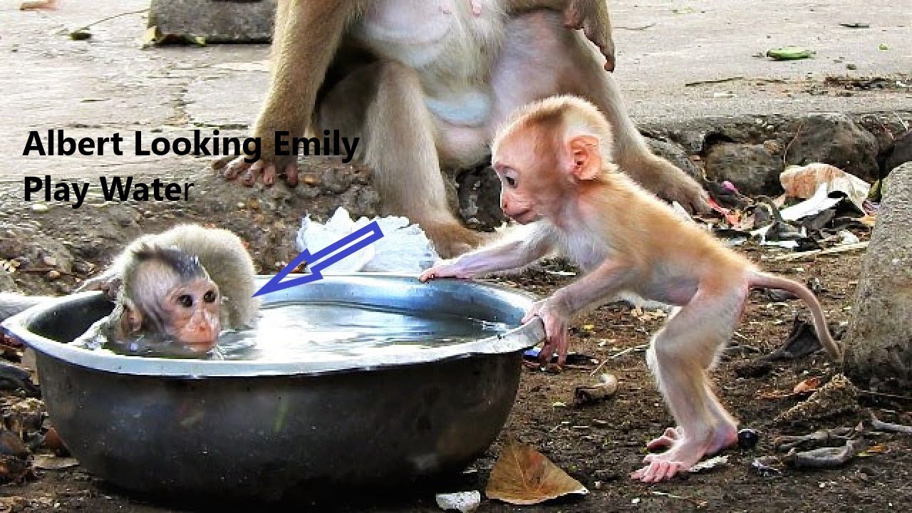 Amazing Baby Monkey ! Baby Albert Really Love Tiny Baby Emily | Baby ...