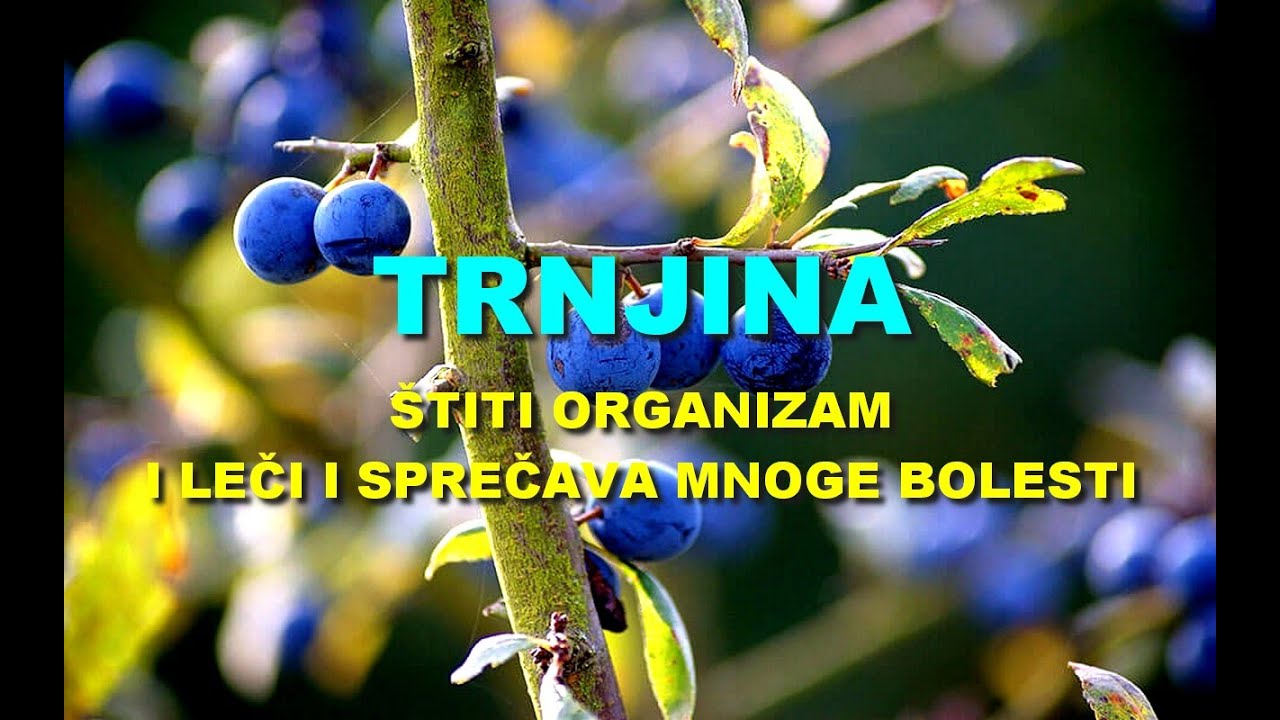 TRNJINA - ŠTITI ORGANIZAM i LEČI I SPREČAVA Mnoge BOLESTI - YouTube