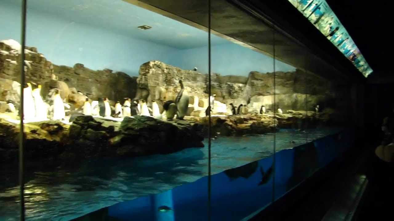 Penguin Encounter - SeaWorld Orlando - YouTube