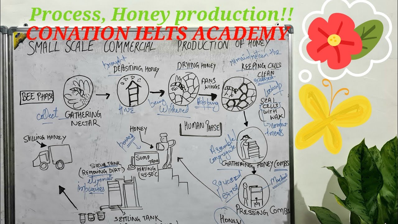 IELTS Task 1 Process explained, Honey production!! - YouTube