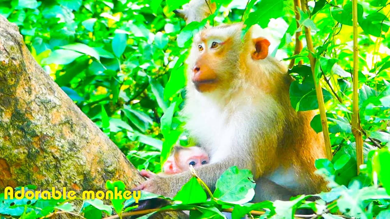 Monkey ROZY Trying pulls out from forest after She leaves her baby ...