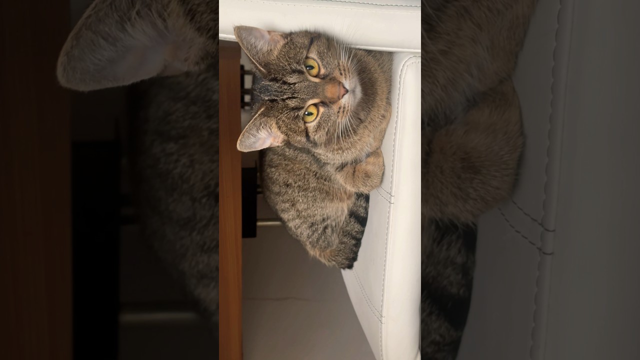 Oooo, how cute?! #cat #for #catlover #cutest #realax #NaSky - YouTube