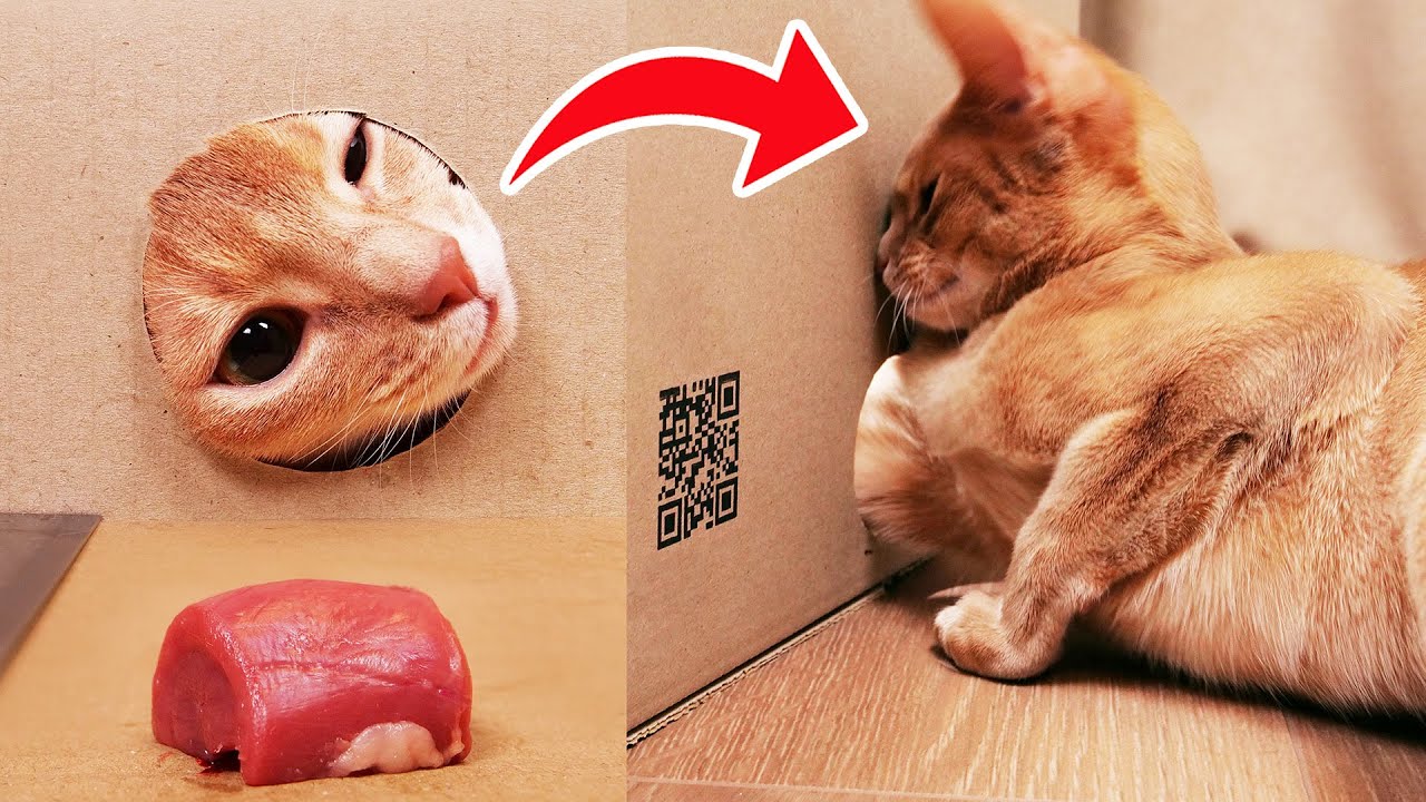 CAN MY CAT GRAB THIS ? - YouTube