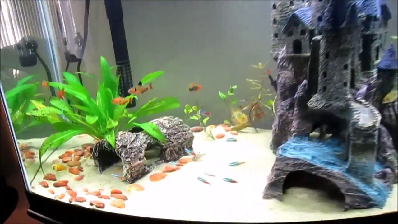 BABY REDTAIL CATFISH in aquarium. - YouTube