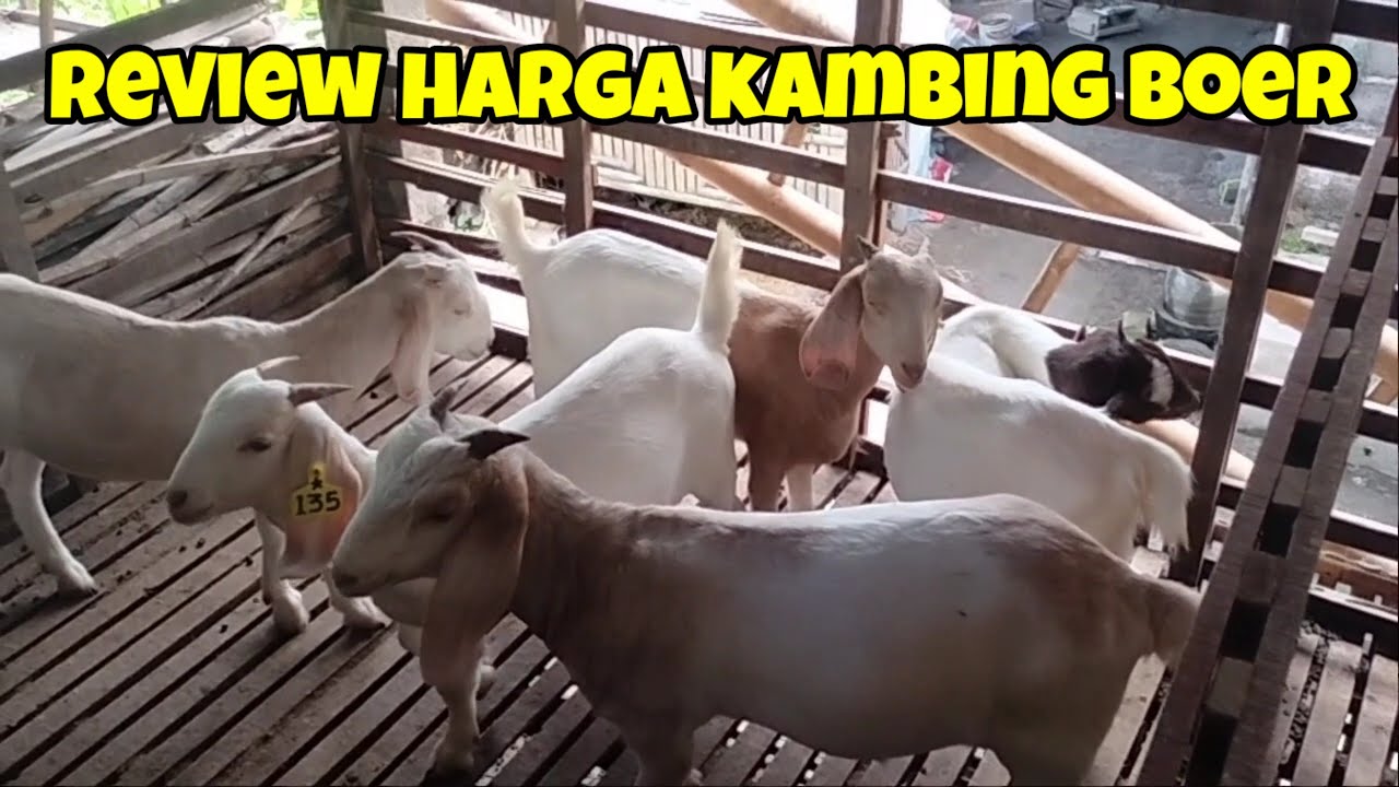 Review Harga Kambing Boer di Kandang Mas Nur Esa Blitar - YouTube