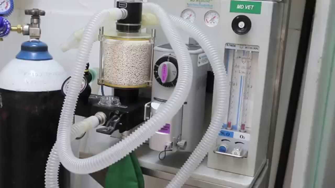 Fnal Video: Injectable anaesthesia in spaying A Caterwauling Cat - YouTube