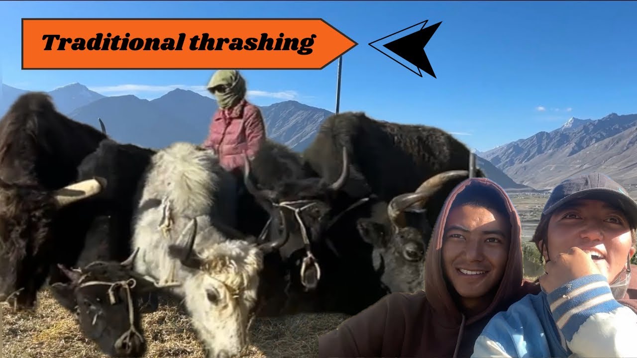 Village life (part:3)//TRADITIONAL TRESHING👍//tseangskit vlog// Zansker ...