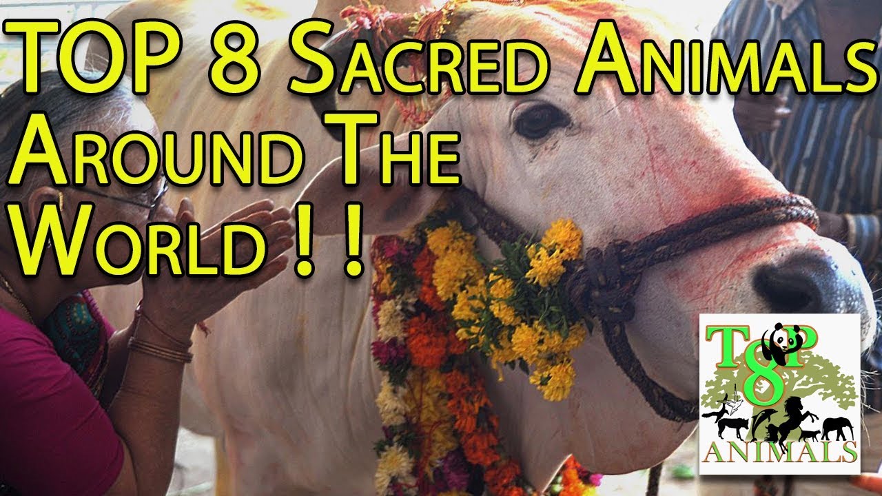Top 8 Sacred Animals Around the World ! - YouTube