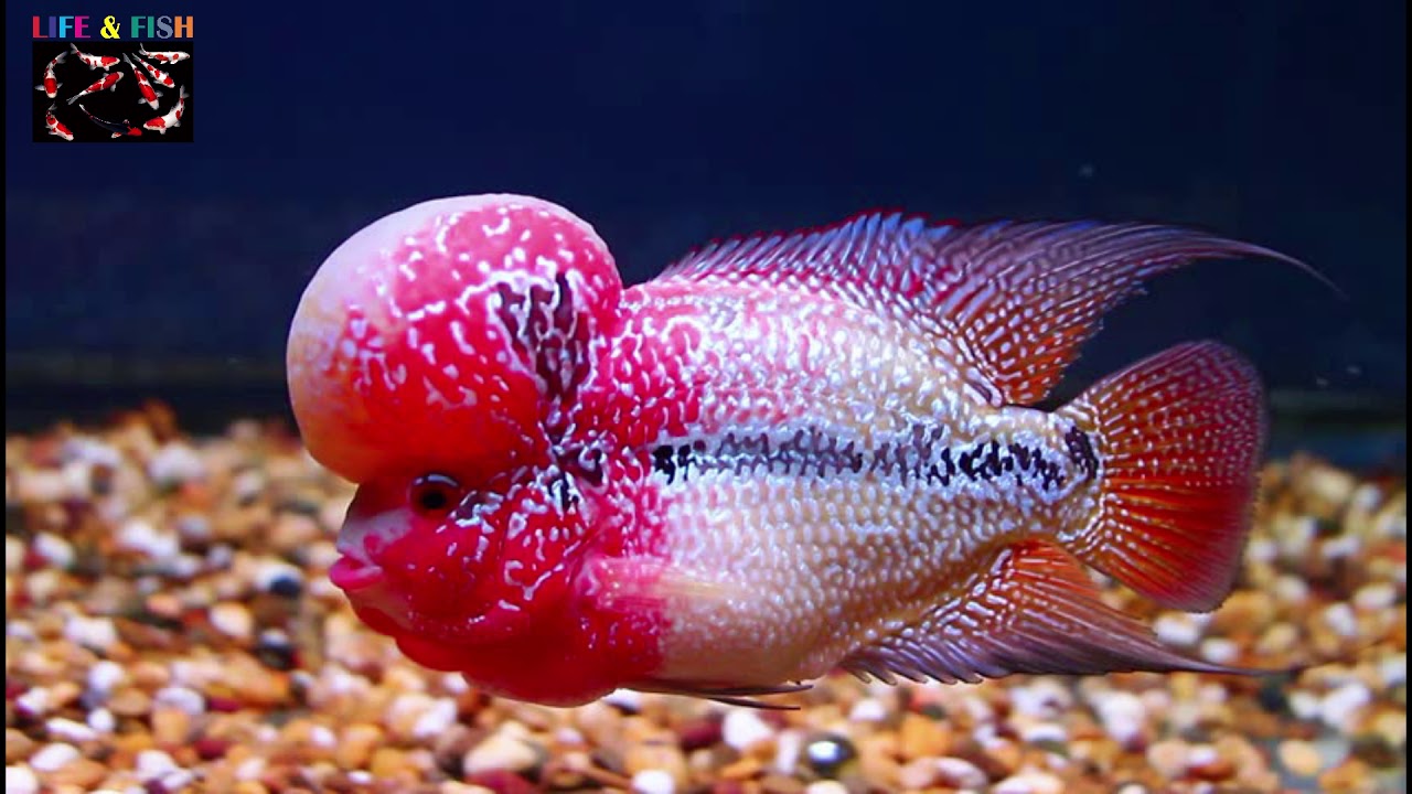 Lohan Fish - YouTube