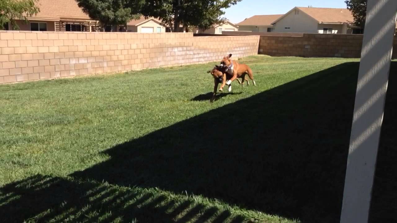 Boxer dogs playing/chasing each other - YouTube