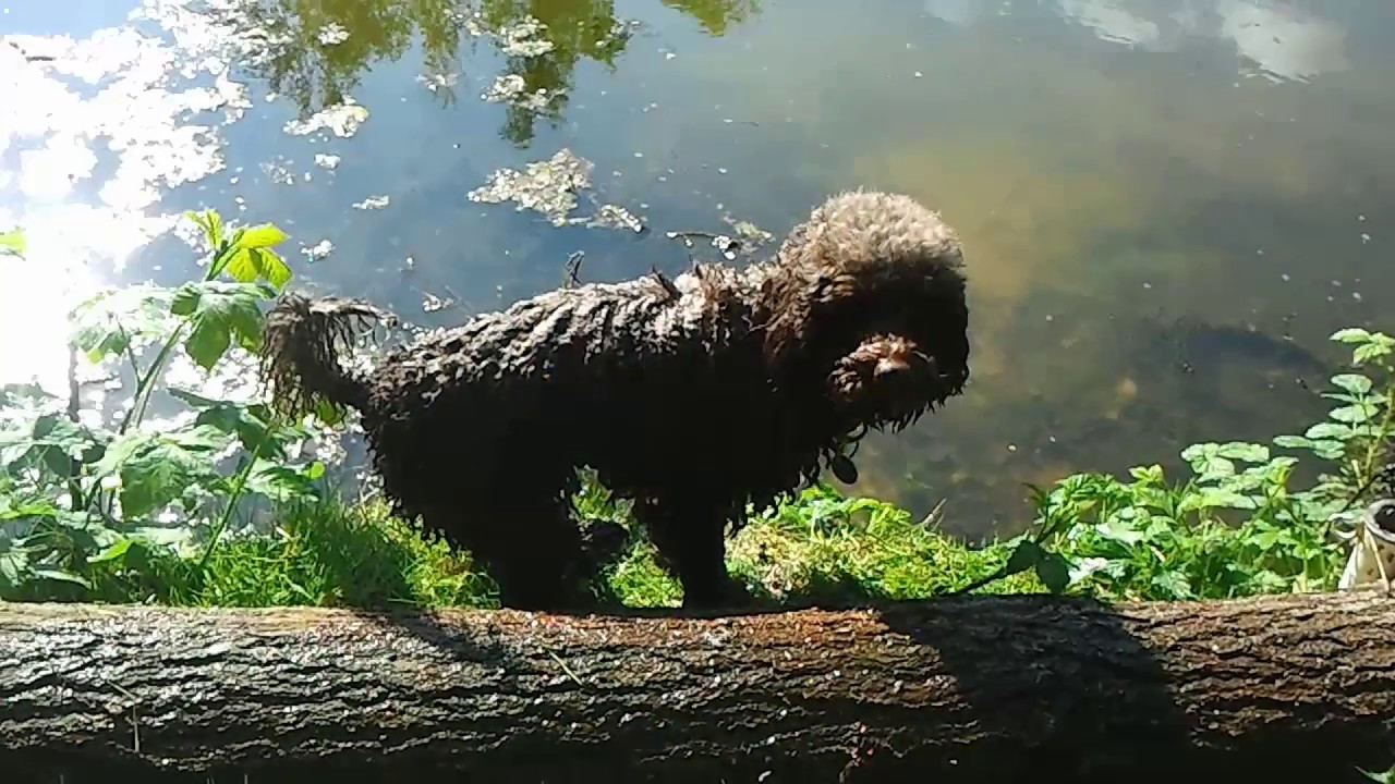 Miniature poodle Bo takes a swim in a fish pond - YouTube