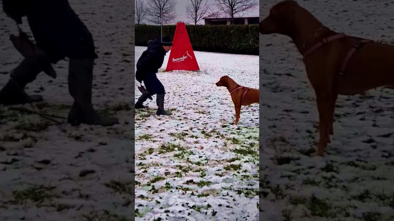 Rhodesian Ridgeback training for attacks - YouTube