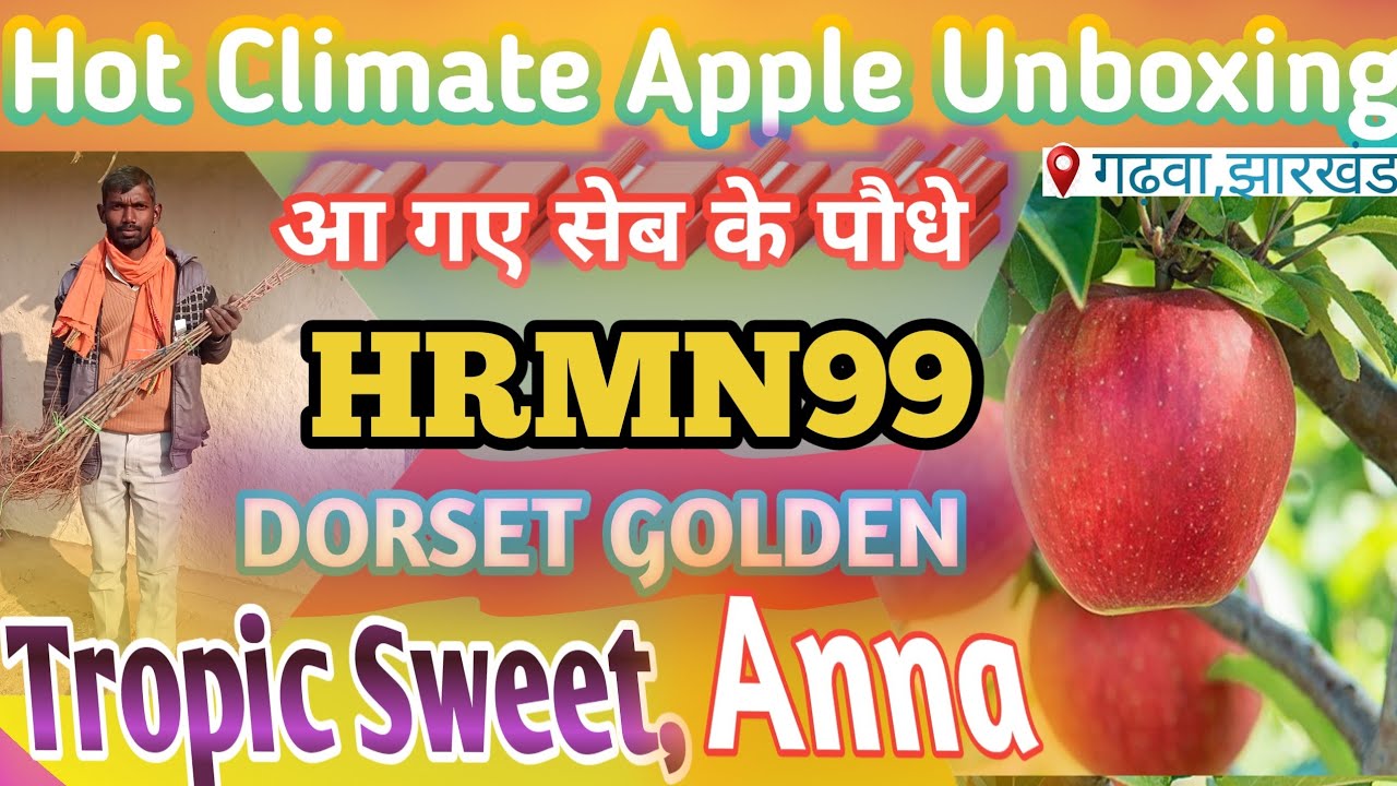 Hot climate apple unboxing in jharkhand India.#pk_organic - YouTube