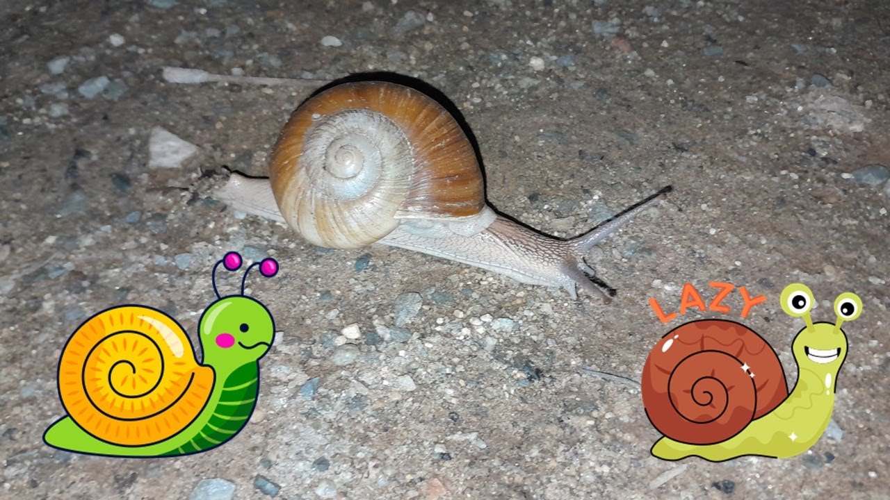 Try to find snails at night for foods #snail #snails #snailpet - YouTube